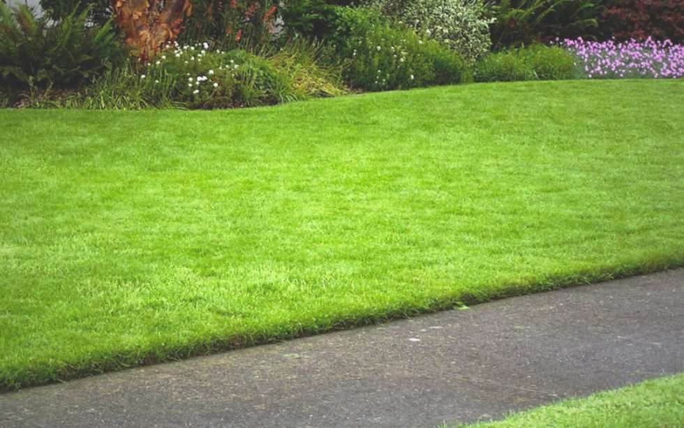 Lawn Care Services | Emerald Lawn Care | Lawn Care Treatments | Lawn ...