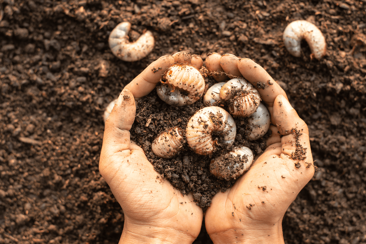 Grub Control | Emerald Lawn Care