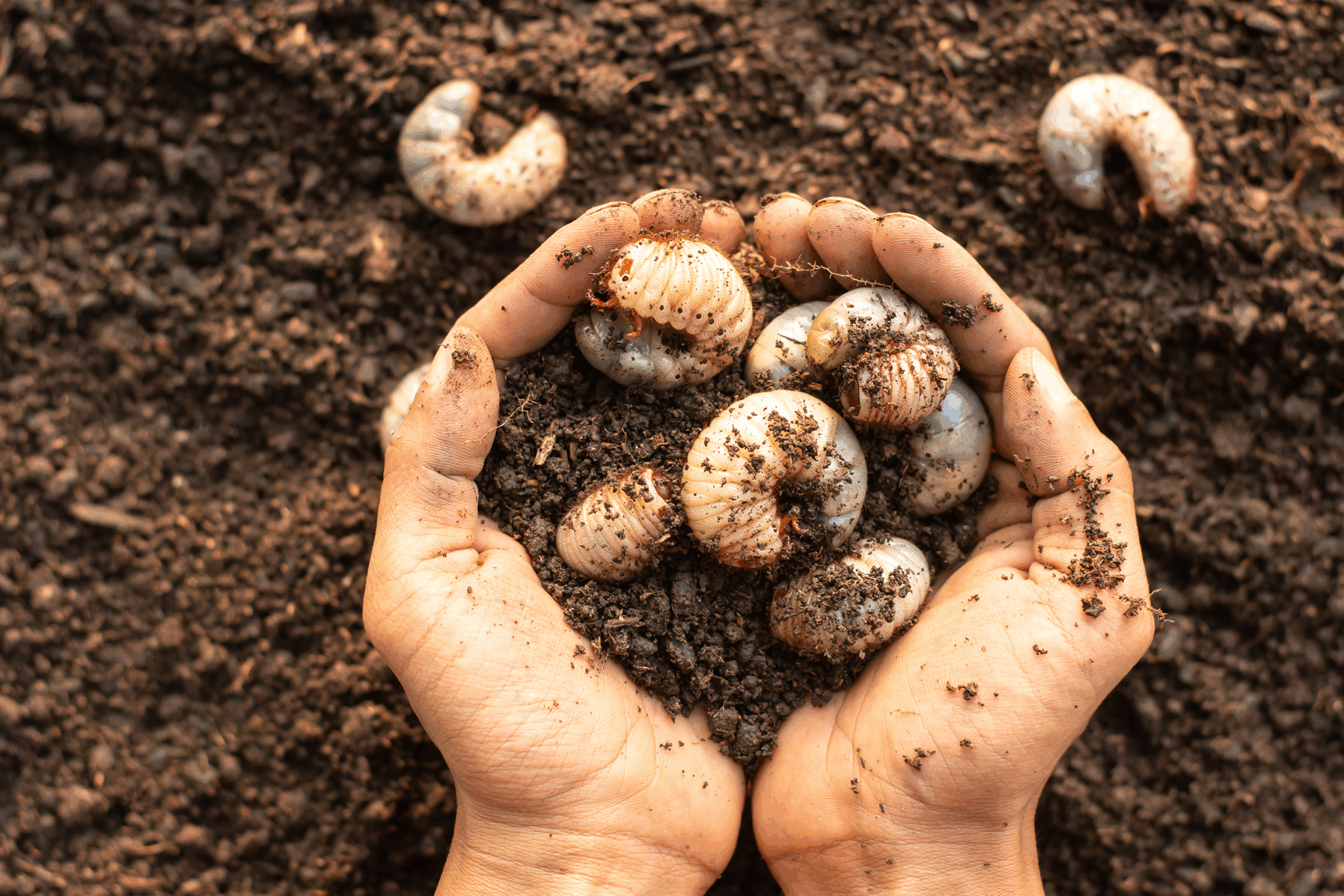 Grub Control | Emerald Lawn Care