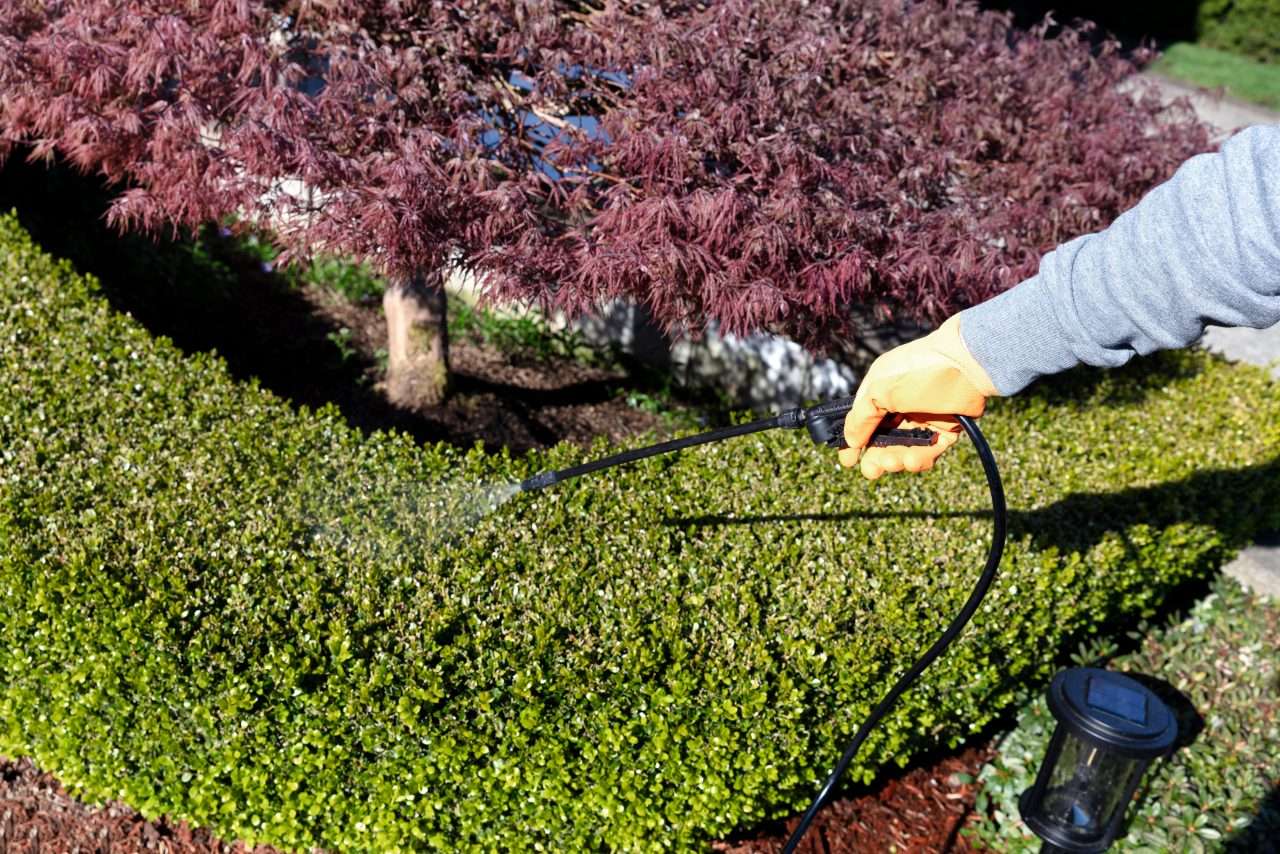 Insecticides for Lawn Care | Emerald Lawn Care