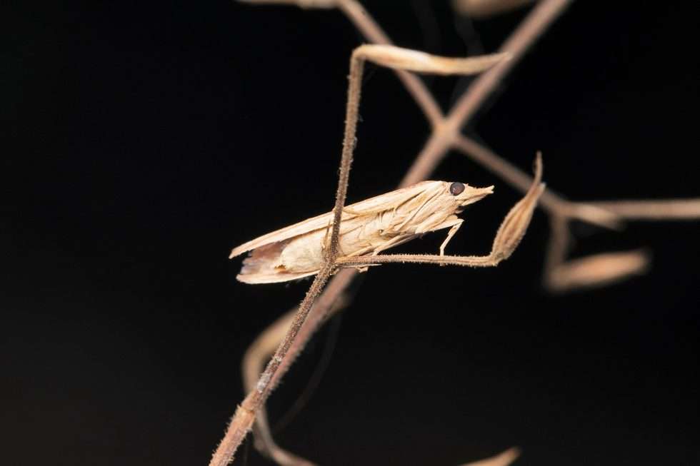 Lawn Pests in Illinois: Sod Webworms | Emerald Lawn Care