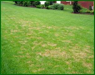 Disease Control for Lawns | Emerald Lawn Care