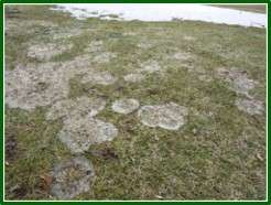 Disease Control for Lawns | Emerald Lawn Care